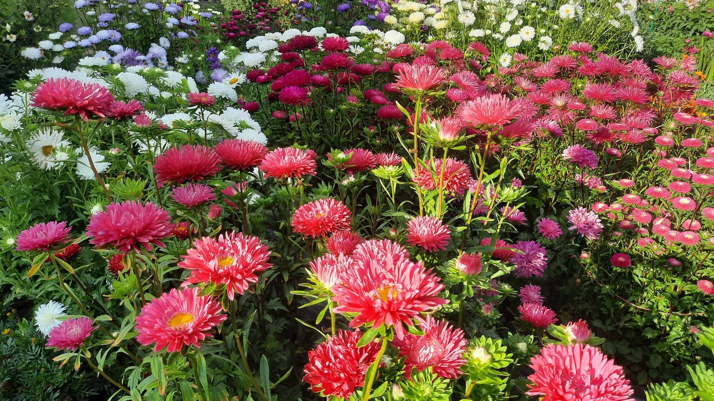 Однолетние Астры – видео от посева до цветения