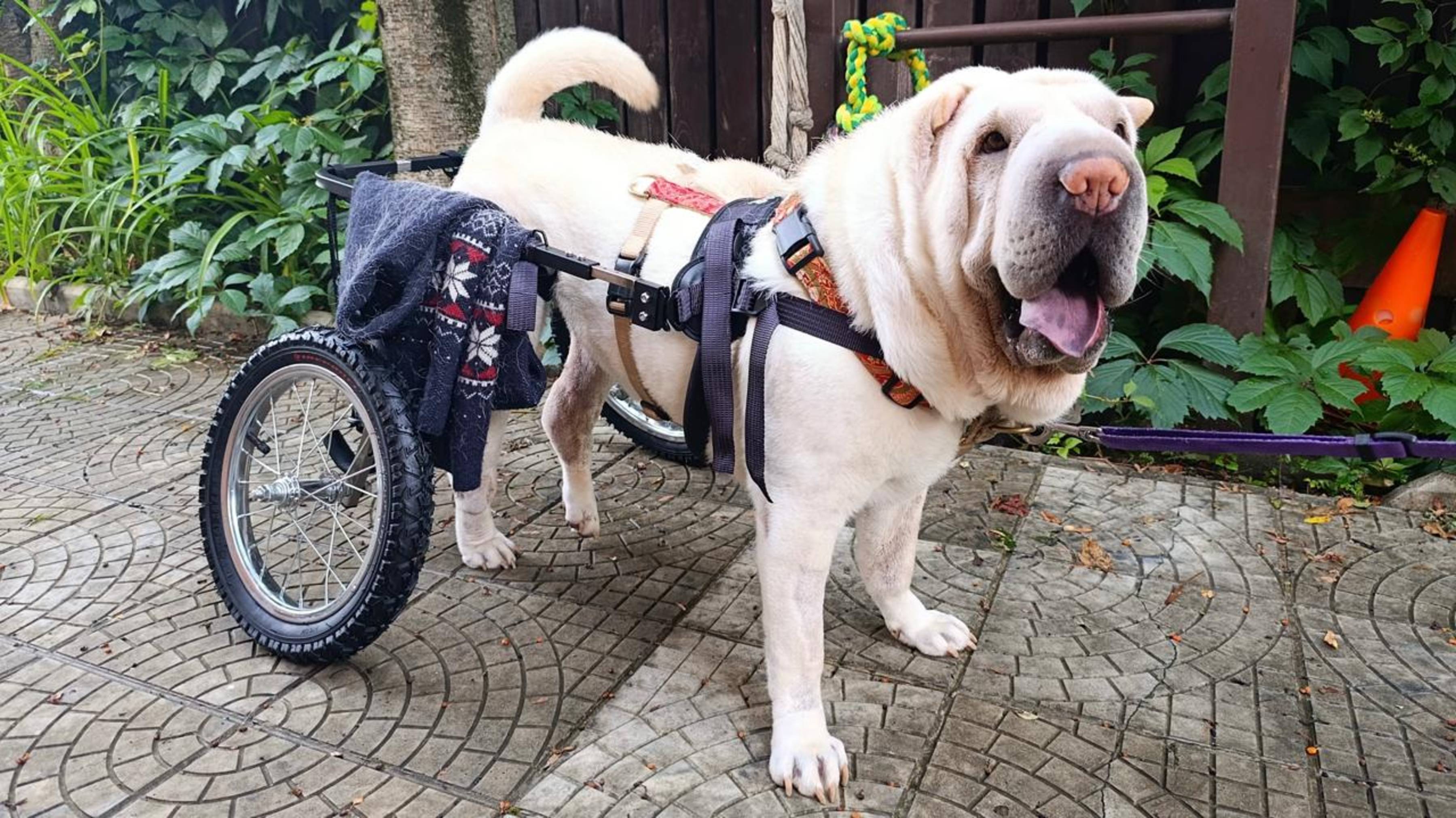 Коляска-тренажер для большой собаки