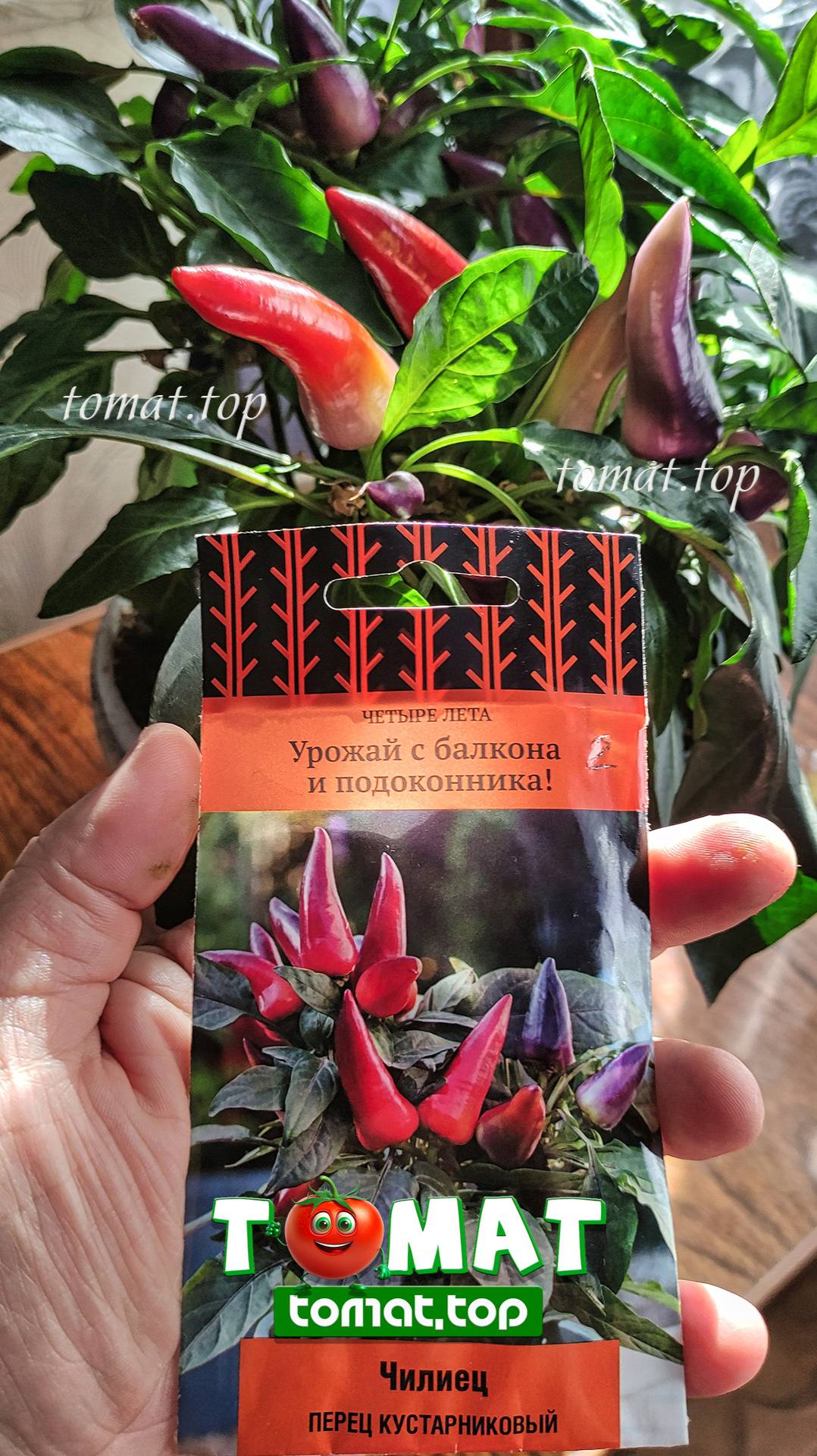 Перец «Чилиец» для подоконника. Красивый, компактный и острый!