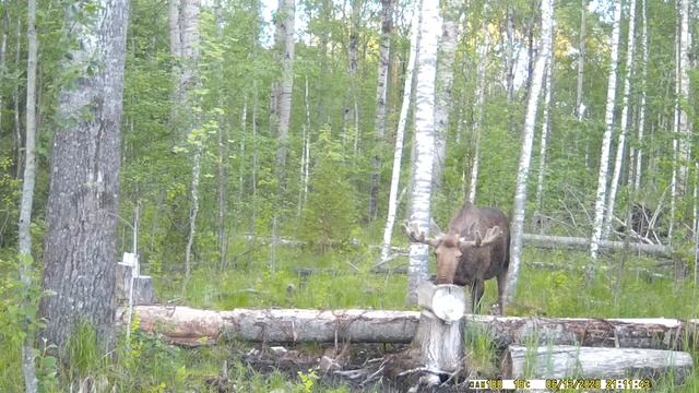 Два лося на солонце | Дикий мир