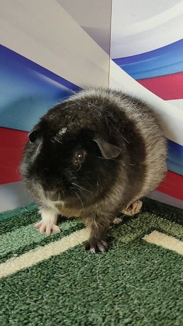 #продаюморскуюсвинку Ланселот #американскийтедди +79215950848 #купитьморскуюсвинкупродаю