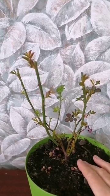 Роза сбросила листья - не беда. Обрастет снова.