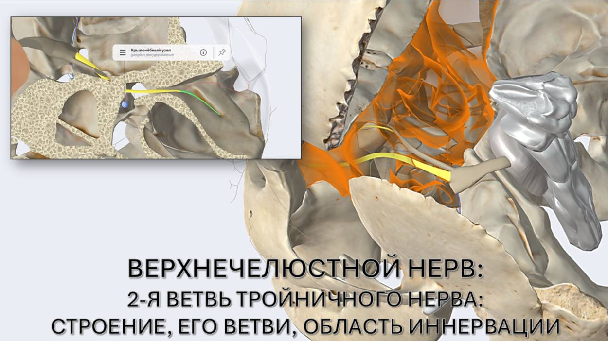 2-я ветвь тройничного нерва - верхнечелюстной нерв