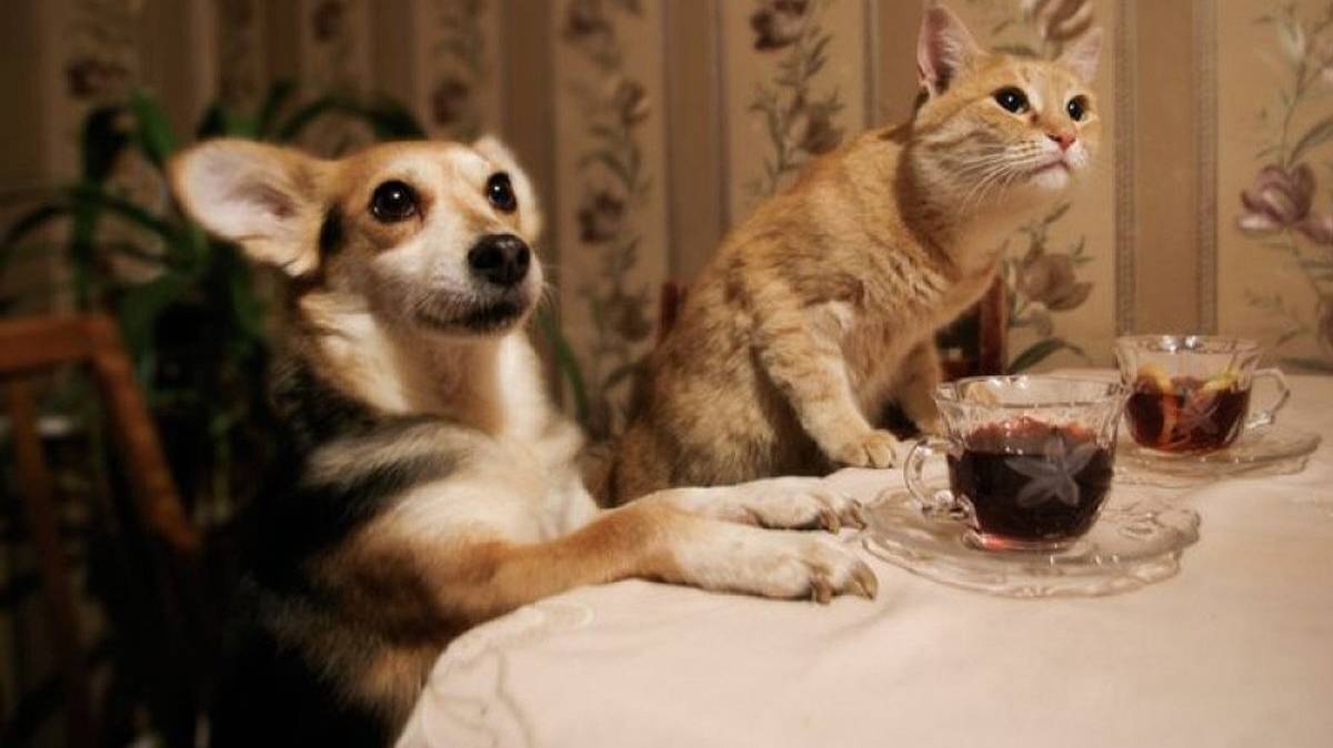 ПРИКОЛЫ С ЖИВОТНЫМИ ДО СЛЕЗ #211 Смешные КОТЫ И СОБАКИ  Приколы