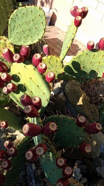 Что это? Редиска на кактусе?)))