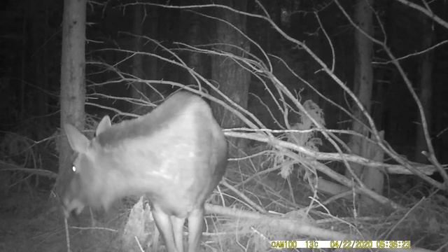 Лось и лосиха находят на солонце для лося фотоловушку