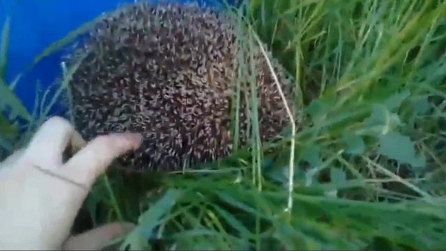 Ёжик. Злой ёж пришёл в гости