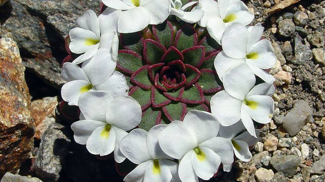 Оптимистические СТРЕЛЬЦЫ. 💮🌸🍀 Ваш таро-прогноз на октябрь 2025 год.