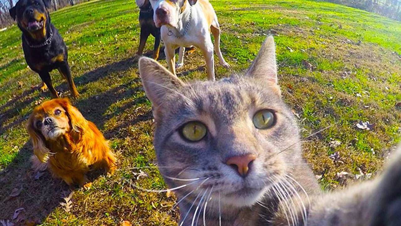 ПРИКОЛЫ С ЖИВОТНЫМИ ДО СЛЕЗ #212 Смешные КОТЫ И СОБАКИ  Приколы