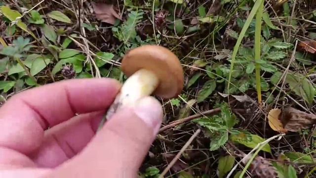 По грибы в сентябре 2026