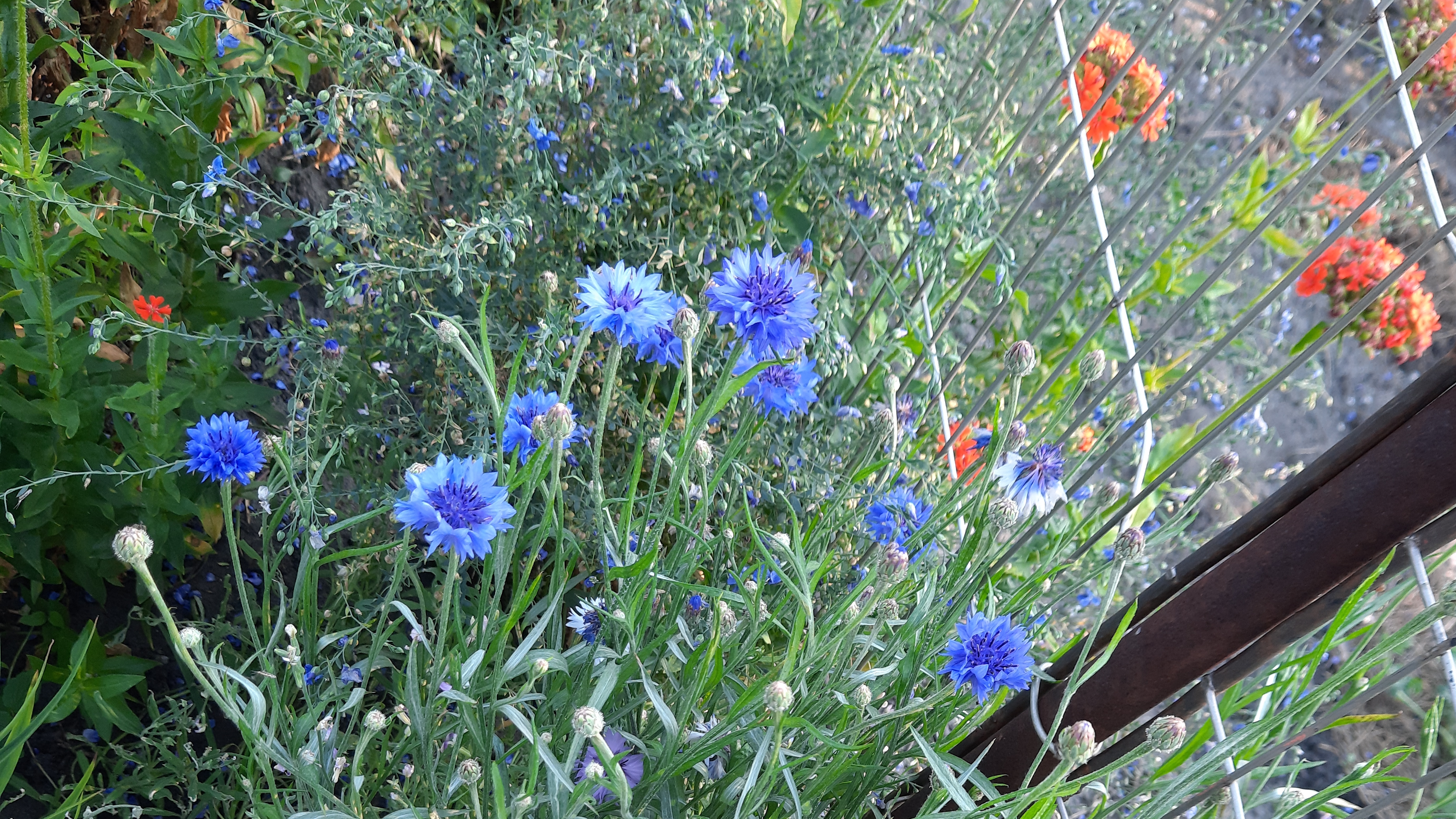 ДАЧНЫЙ СЕЗОН ЗАВЕРШАЕТСЯ