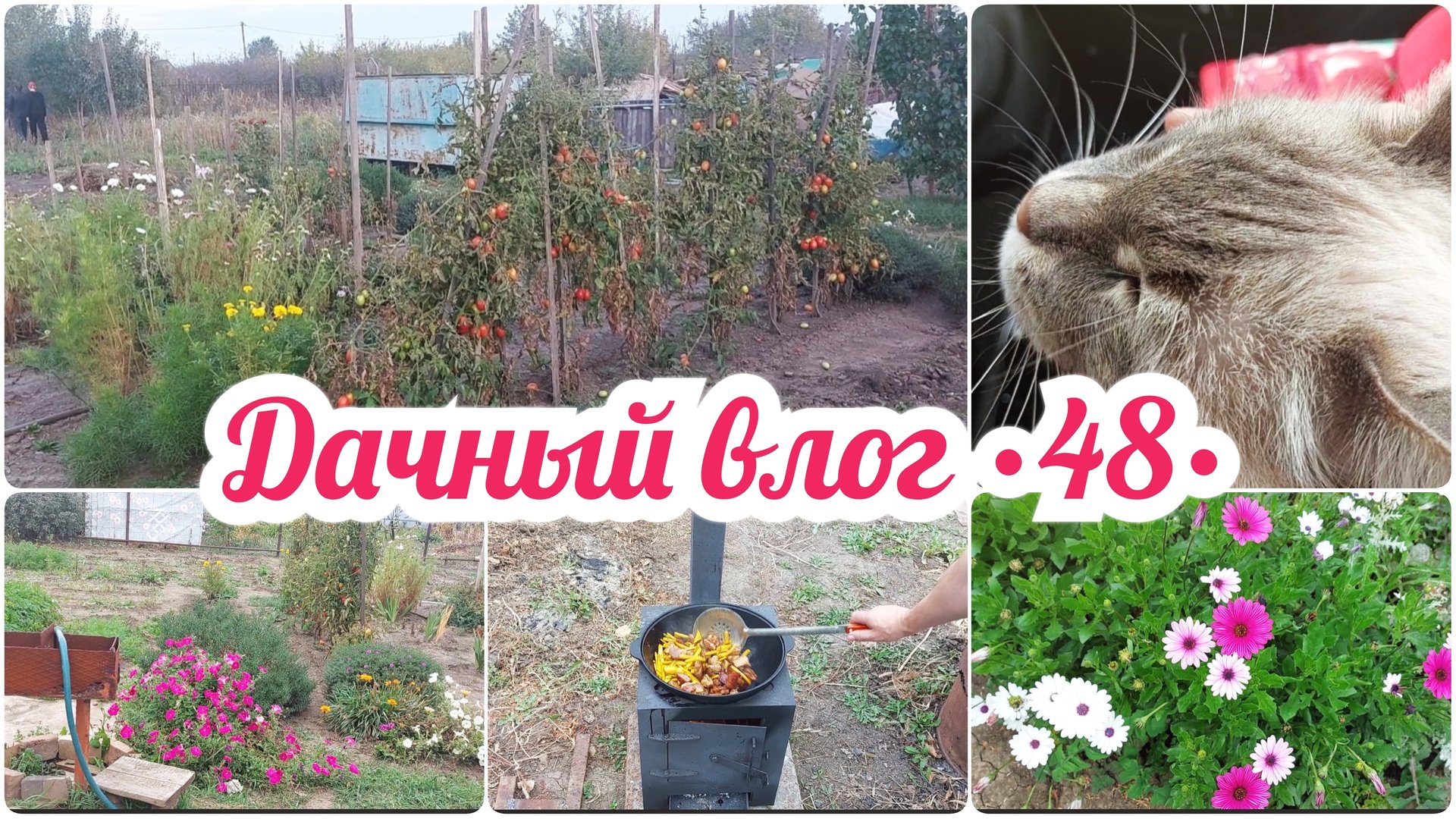 УБОРКА НА ДАЧЕ 🏡 СОБРАЛА ПОСЛЕДНИЕ ПЕРЕЦ И КУКУРУЗУ // ПОШЛИ В ГОСТИ // ПЛОВ В КАЗАНЕ