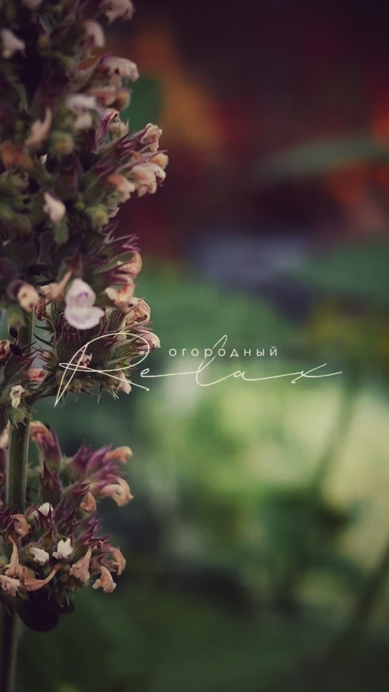огородные зарисовки 🌿💚🤎