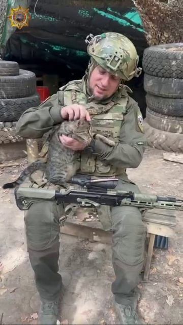 Котиков любят все