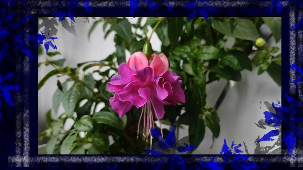 Цветы на окнах.  #комнатныерастения #комнатныецветы