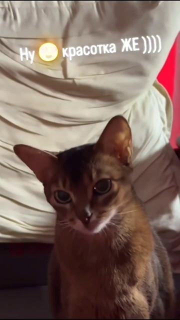 Абиссинская кошка Джоли - редкая красотка! А кто не согласен - тот собака! 😆😸😅 #котики #рек #юмор #р