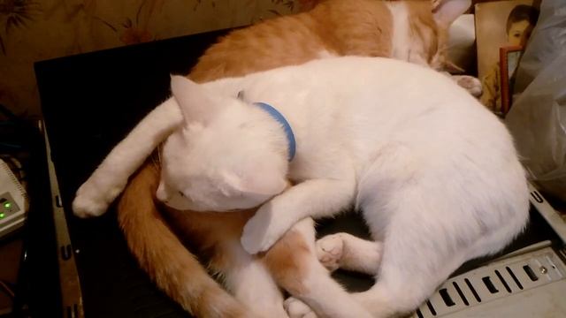 Спи моя радость. усни