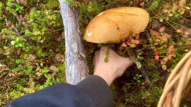 Осень | Тундра | Тихая охота