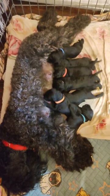 Щенки сосут молоко (продолжение сериала) 22.09.25