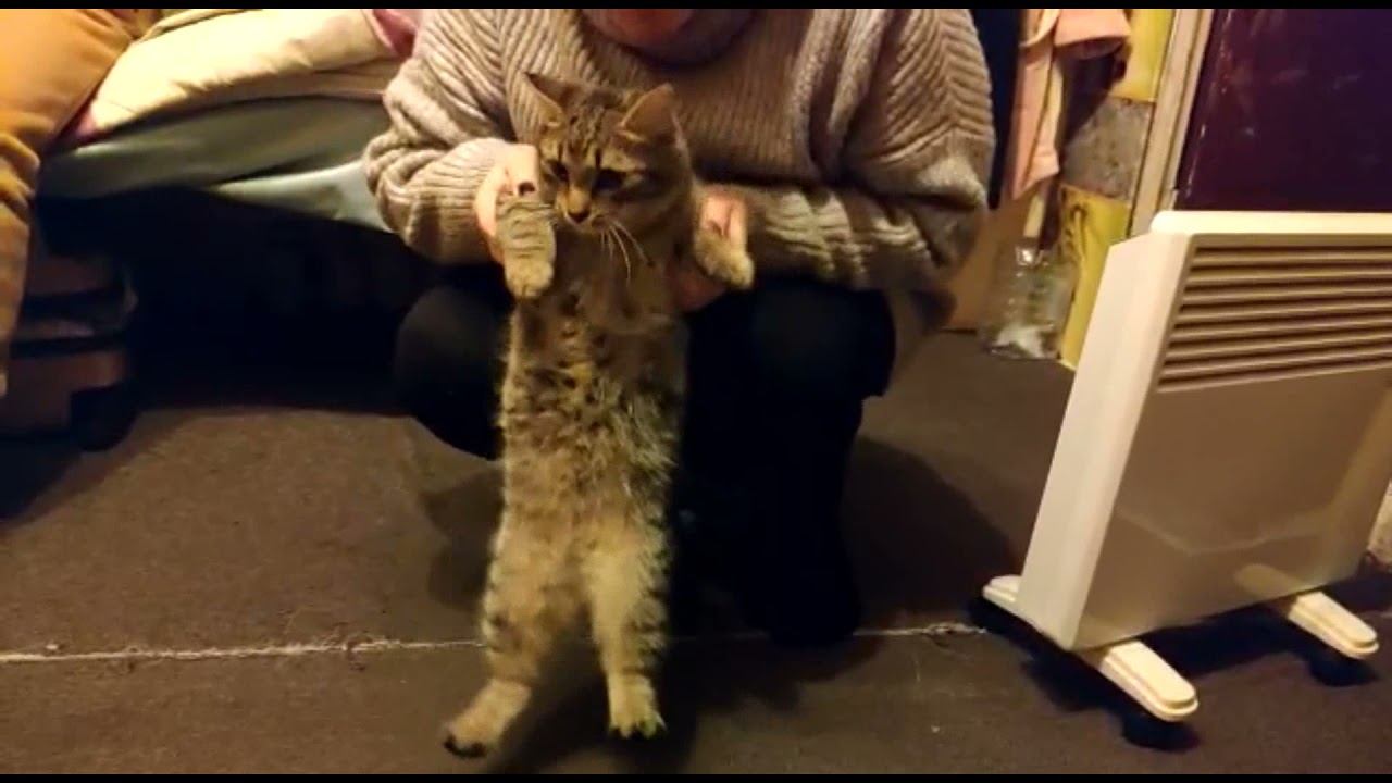 Танцы с котом