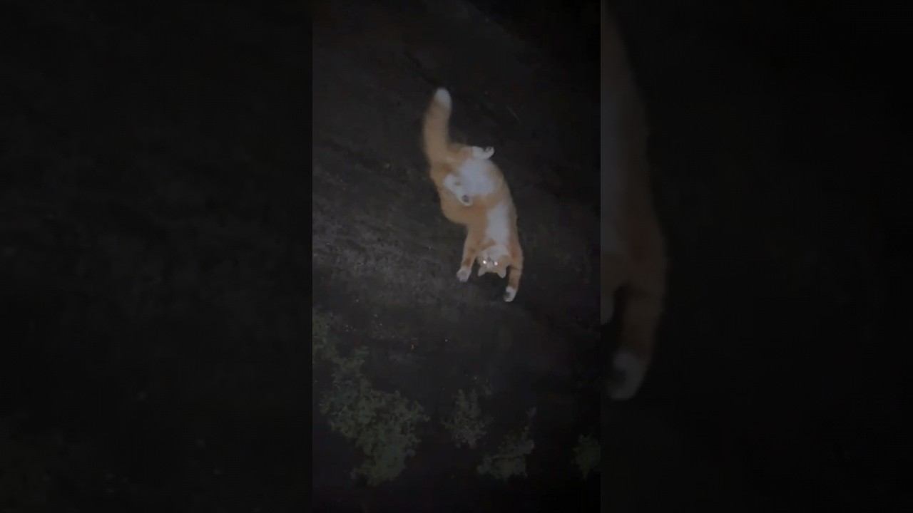 ночные коты Фаня❤️ Сибирь деревня Онуфриево любовь Котожизнь Тетя Чуня Тюмень много кошек животные