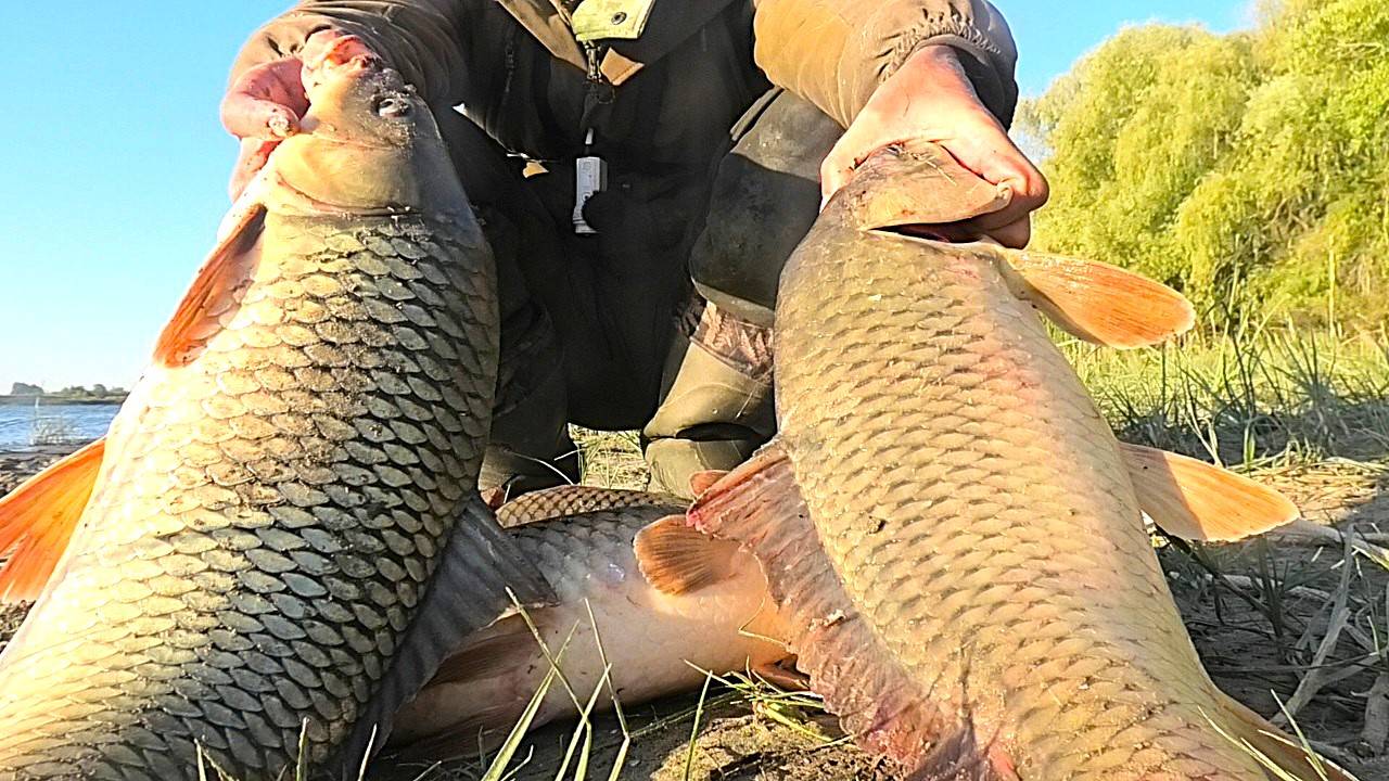 САЗАНЫ МАШИНЫ!!! ОНО КЛЮЕТ СНОВА И СНОВА!! РЫБАЛКА НА САЗАНА ОСЕНЬЮ