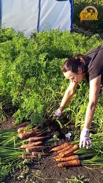 87. Уборка моркови