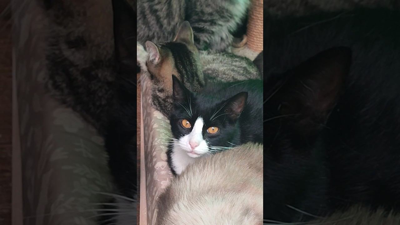 котье совещание❤️⬛