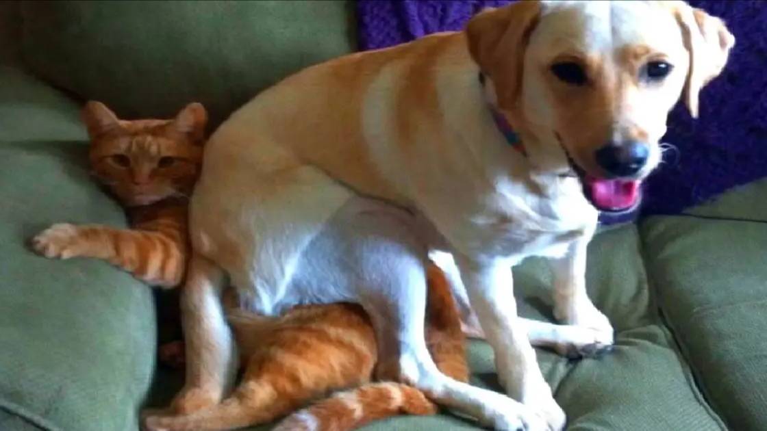 ПРИКОЛЫ С ЖИВОТНЫМИ ДО СЛЕЗ #215 Смешные КОТЫ И СОБАКИ  Приколы