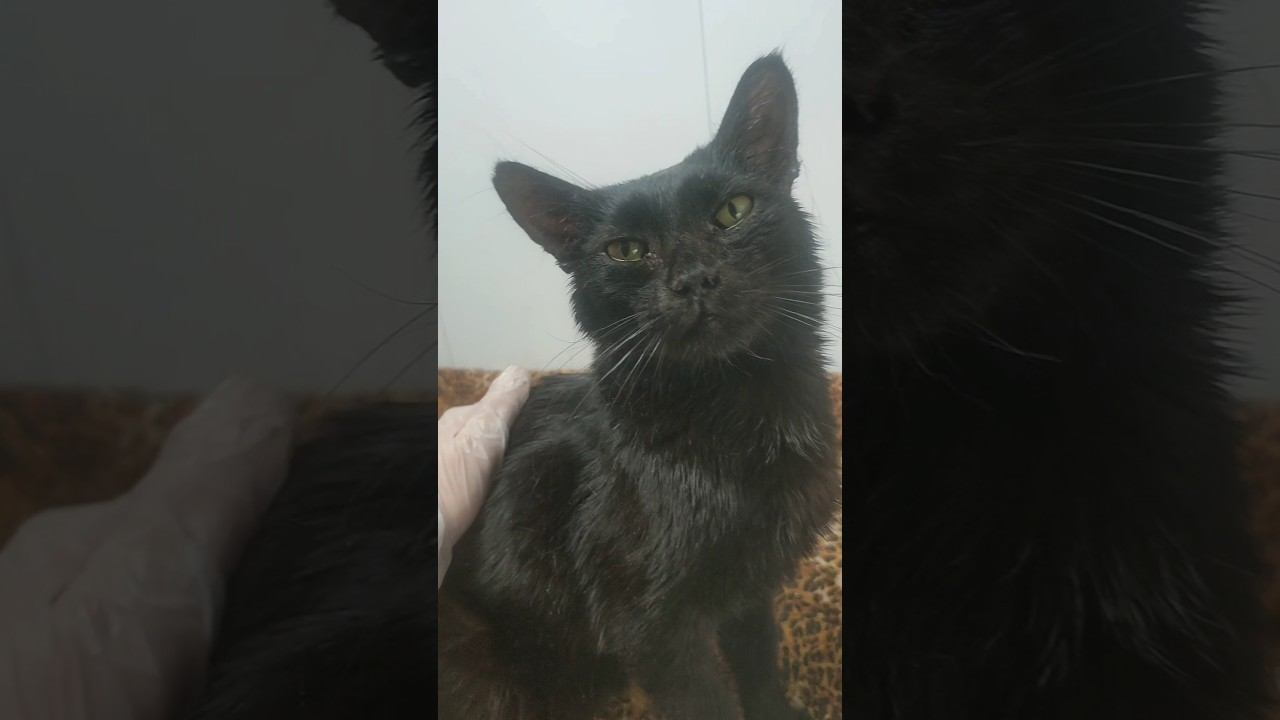 На меня обиделся кот Полечила блин ушки⬛Обида кота велика широка ⬛❤️ Заглаживаем вину Сумрак❤️