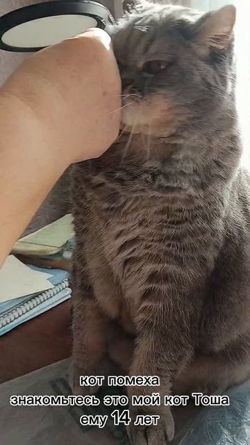 КОТЯРА ШАЛУН (смешное видео с котом что-бы поднять настроение)