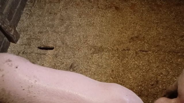 Доброго деревенского утра всем.