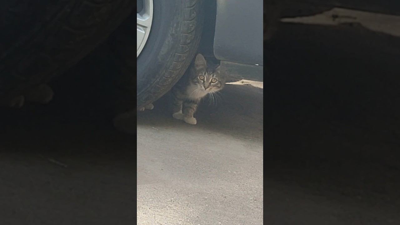 нашли очередных котов у себя на районе  Да они же дикие!⬛❤️ всем добра❤️