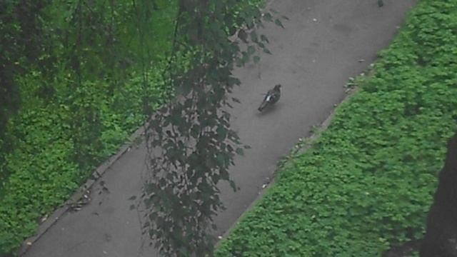 Голубь бежит по дорожке. DSCN6687