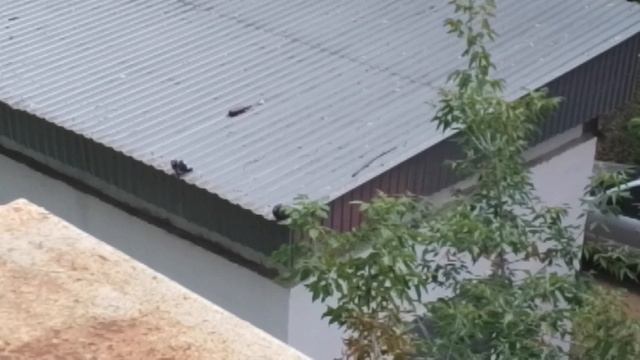 голуби на крыше 4743585. VID_20250918_110038