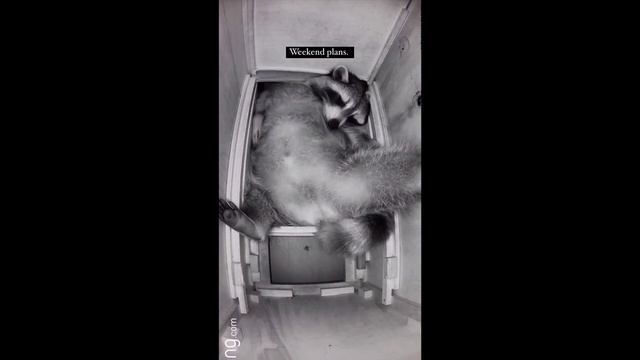 Еноты и хорьки