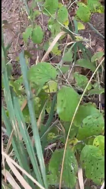 Чёрная, пречёрная гадюка!