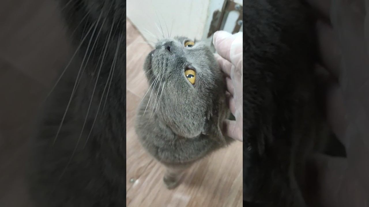 Фидель ❤️кот  красавчик альфач приют для кошек и собак