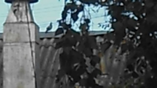 Голубь на крыше соседнего дома 15658541