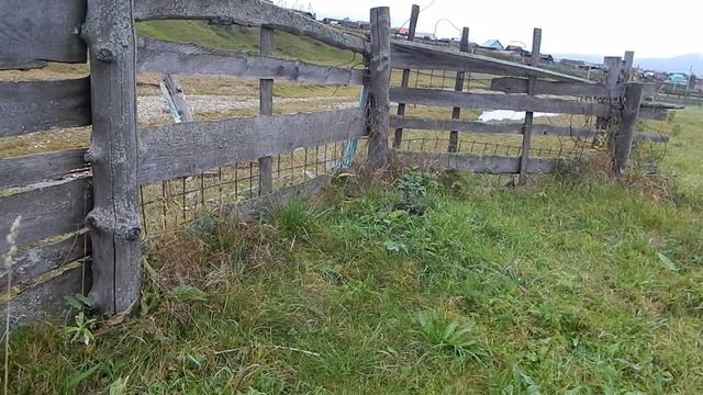 Прививка яблонь в этом году