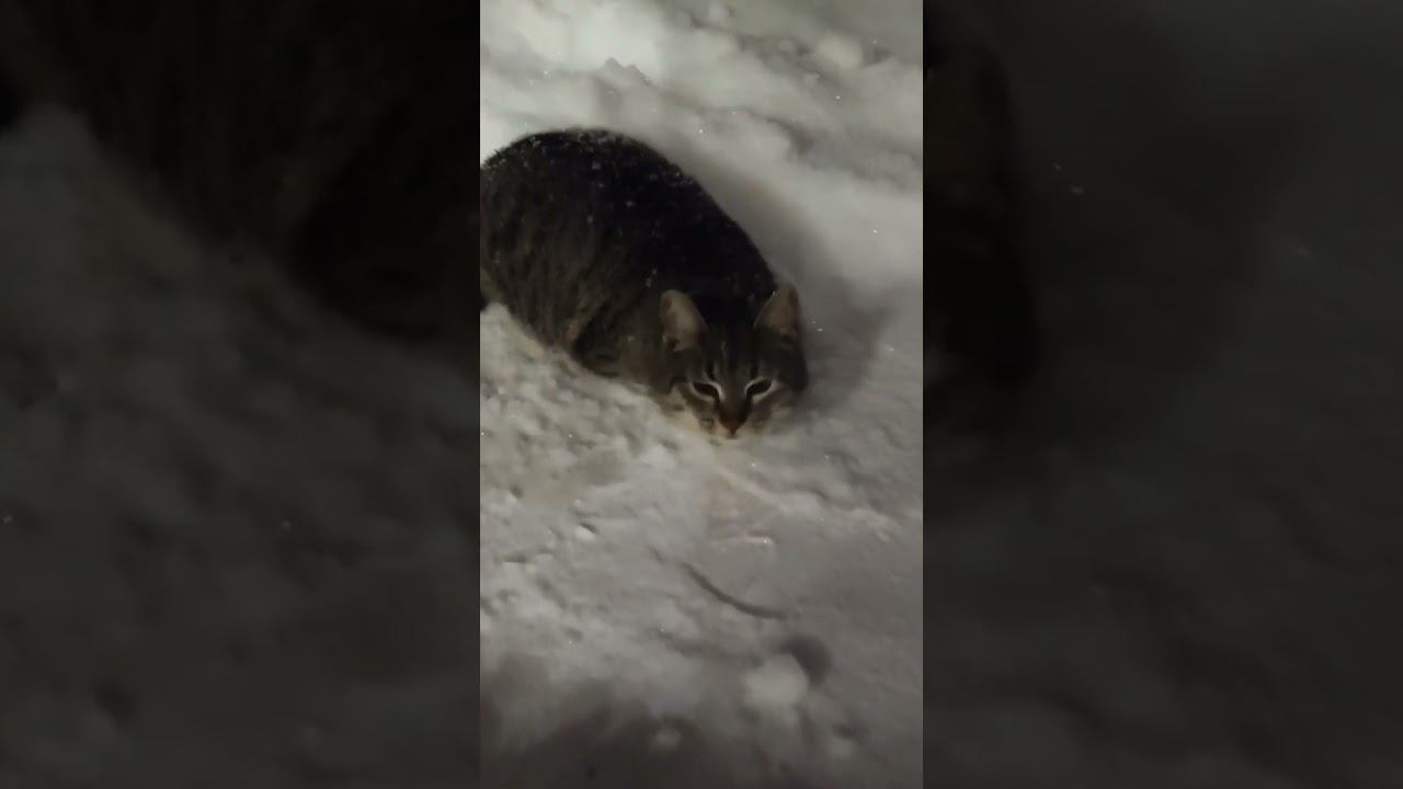 Котёнок Эдмунда играет в снегу новый год наступает