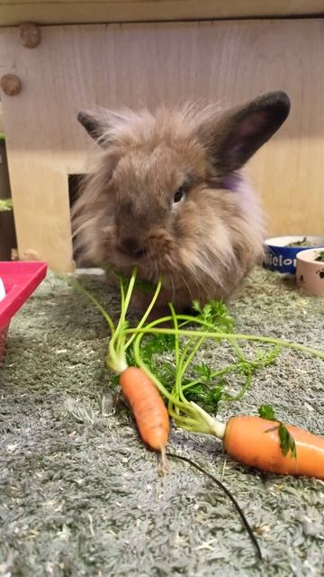 Банникула лакомится свежей морковкой 🥕