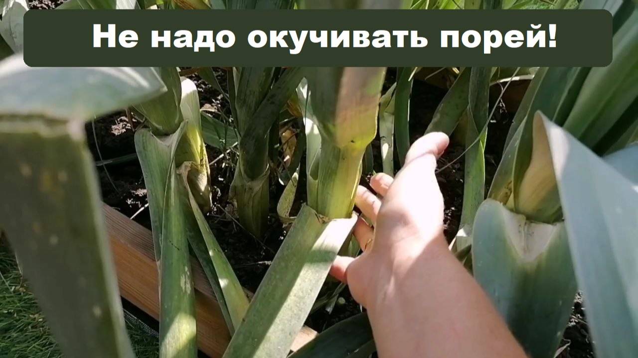 Нога лука-порея без окучивания. Зачем окучивать порей?