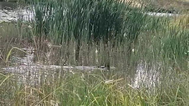 На РЫБАЛКЕ пришла ГОСТЬЯ и хулиганит!