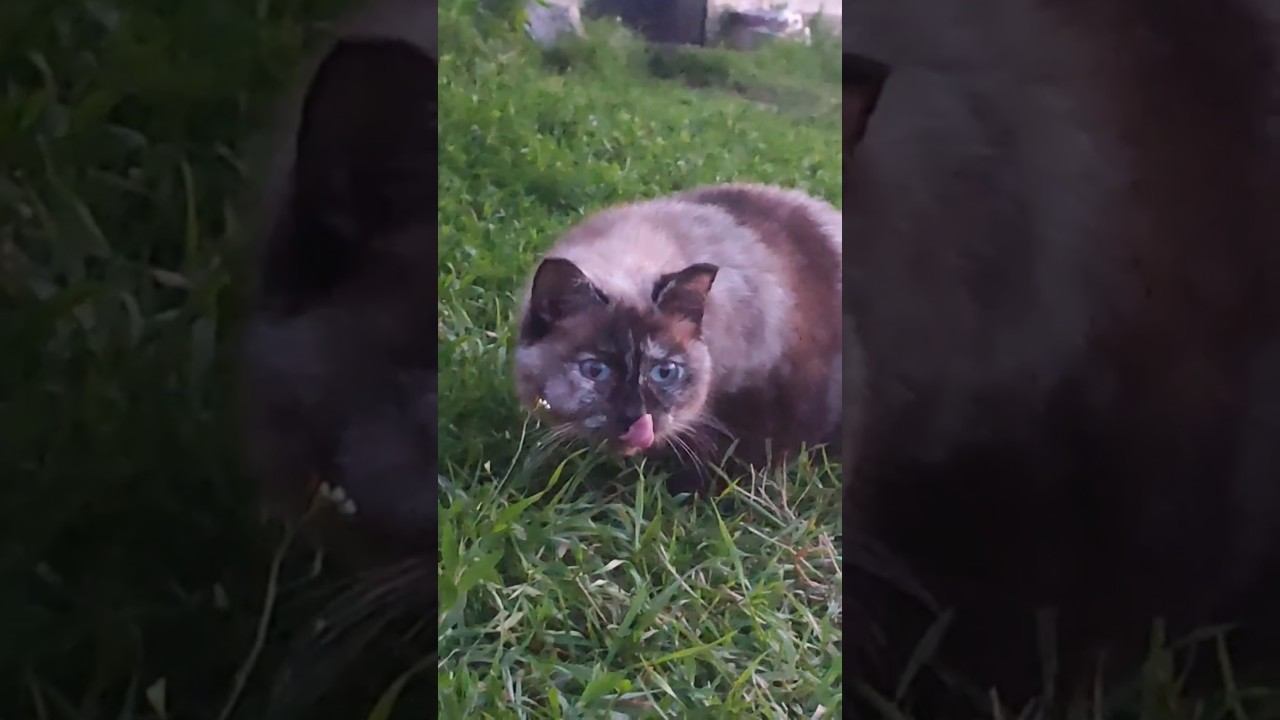 Вечерние коты❤️✨ котики вышли на прогулку Сибирь деревня Онуфриево любовь Миса Пятачок Котожизнь