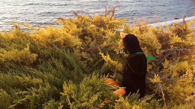 Казачья бухта и чёрный гусь