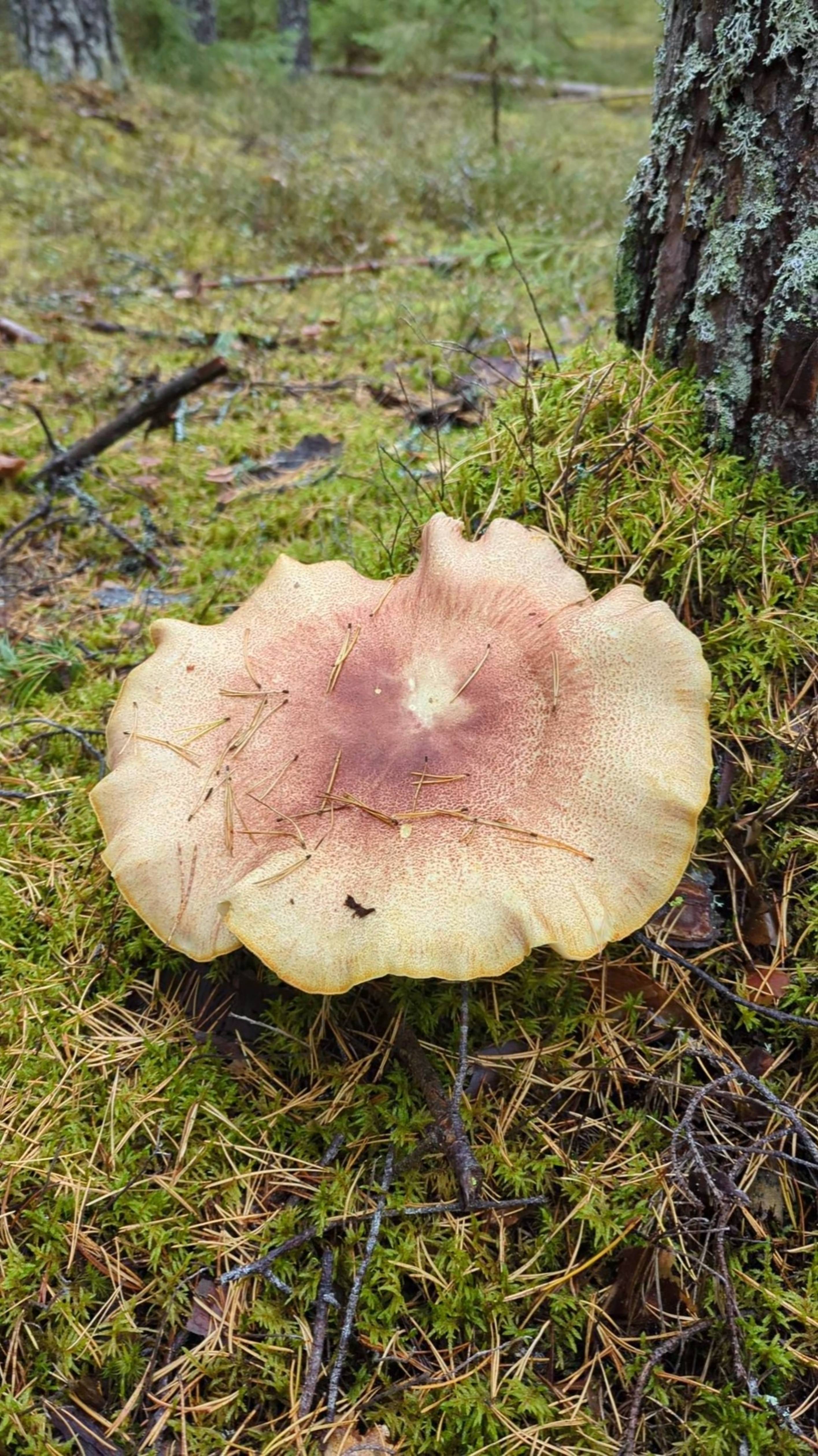 Рядовка жёлто-красная, 21.09.25г.