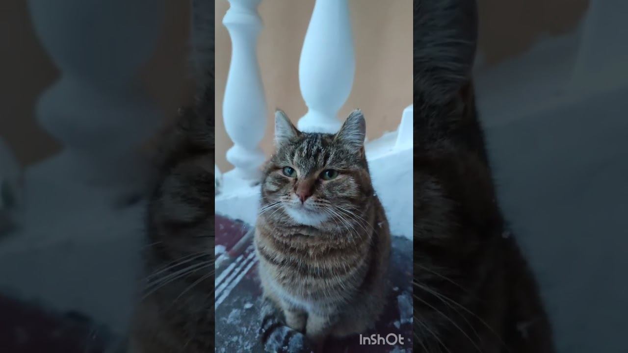 Унылая кошка наступила зима Снег падает