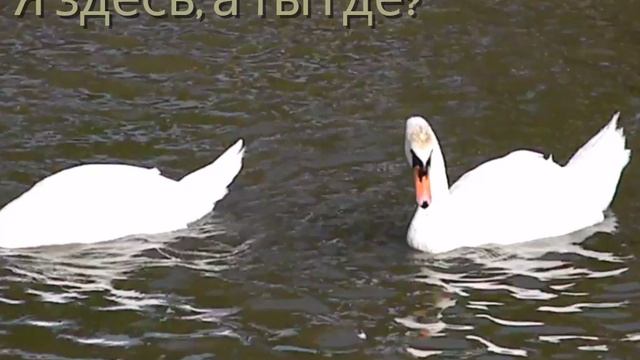 Страсти земунских лебедей (Белград)