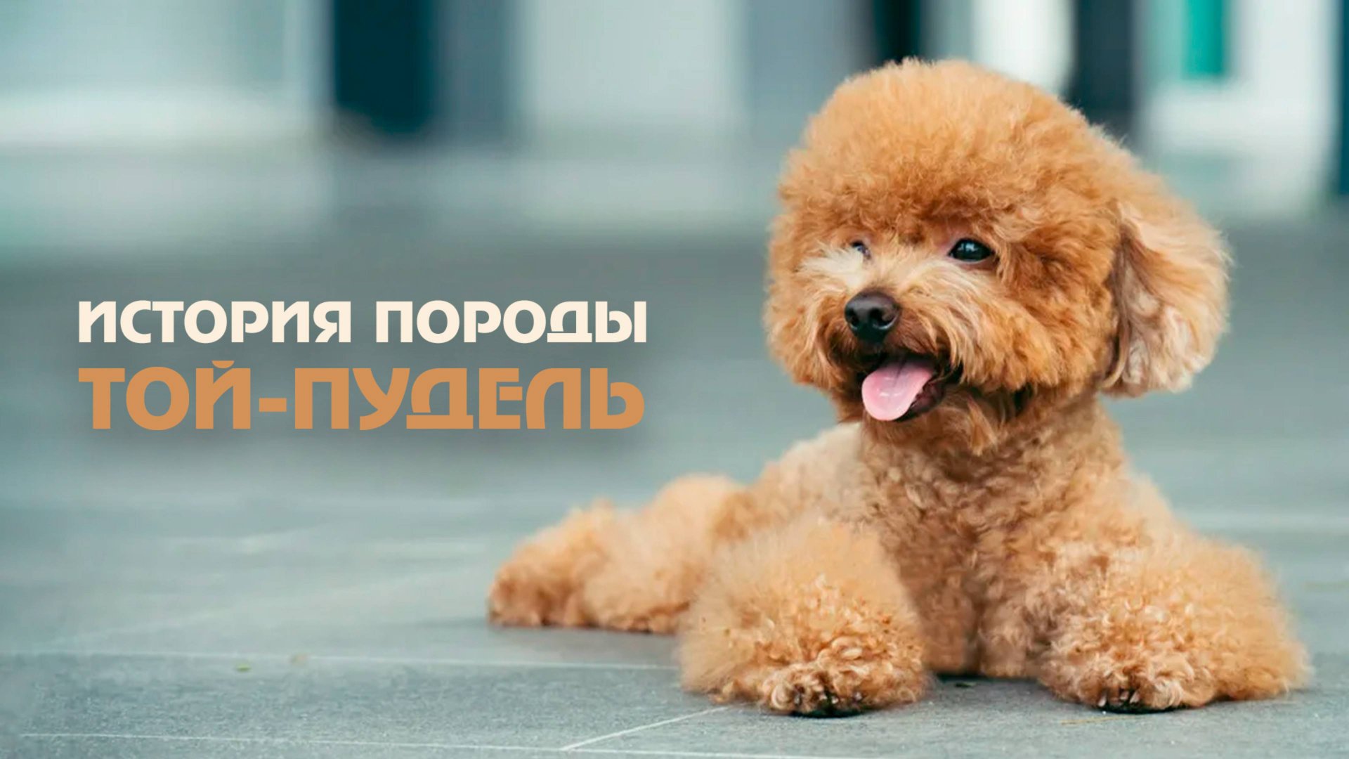 Той-пудель: Идеальный компаньон в миниатюрном формате!